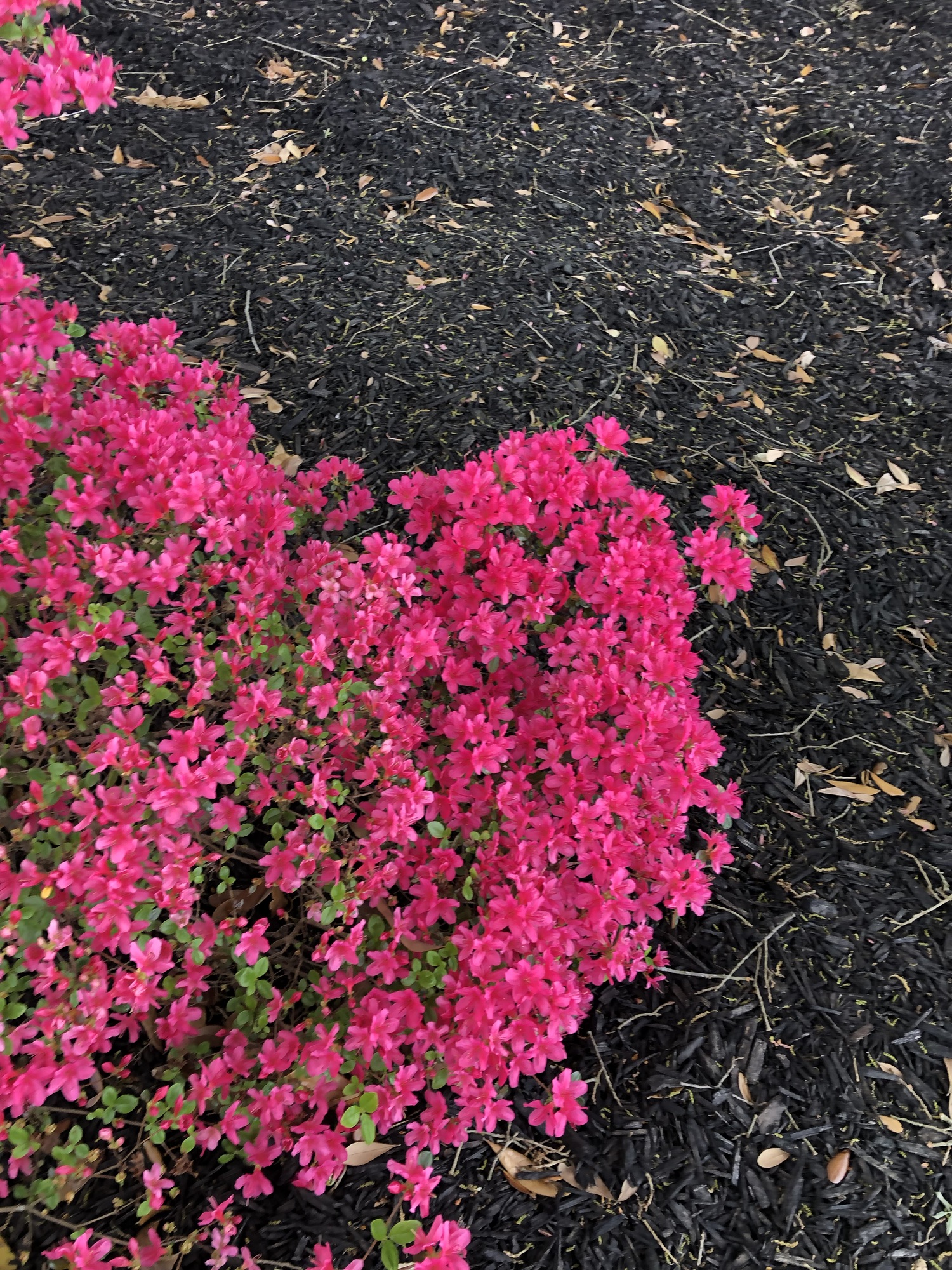 Monday Motivation: Spring Has Sprung! – Faith Beyond Sight